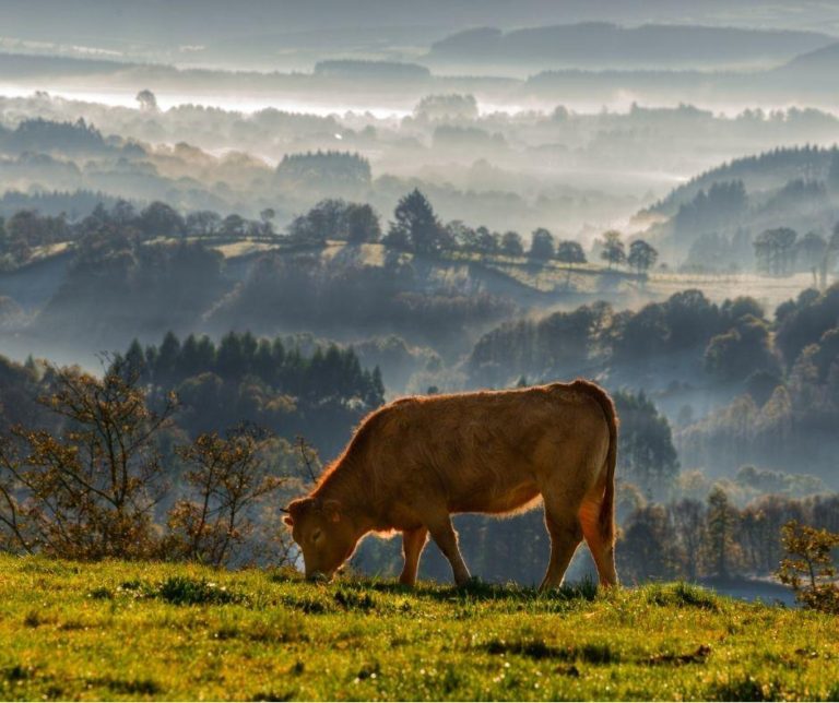 Conoscere per assaporare: la cagliata